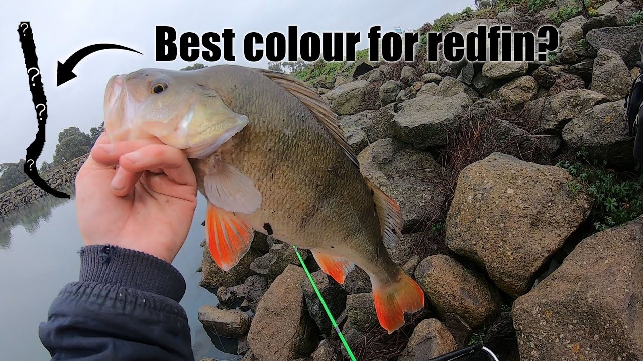 My New Favourite Colour Softplastic | The Search For A 50cm Redfin # ...