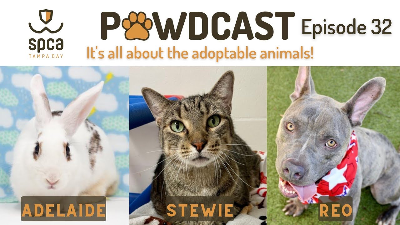 100 Adoptable Animals on the For-All PAWDcast LIVE - YouTube