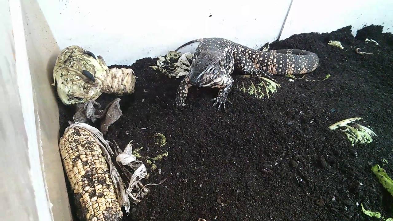 Healthy Tegu in a Proper Tank - YouTube