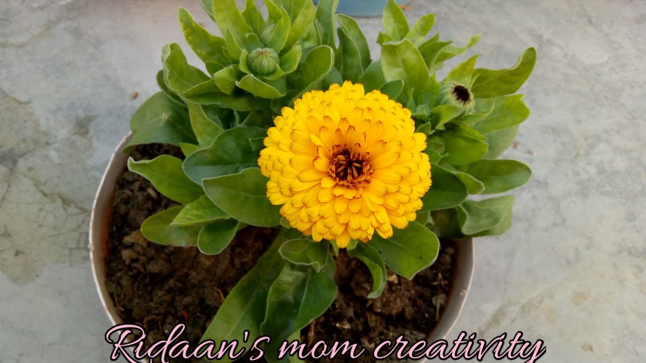 How To Grow & Care Calendula Plant // Calendula Plant Growing Tips ...