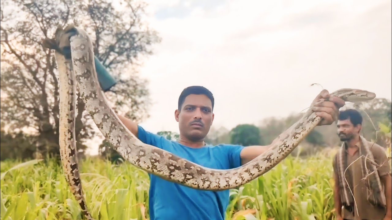 10ft Long भारतीयअजगर का मक्के के खेत में रेस्क्यू 10ft Indian rock ...