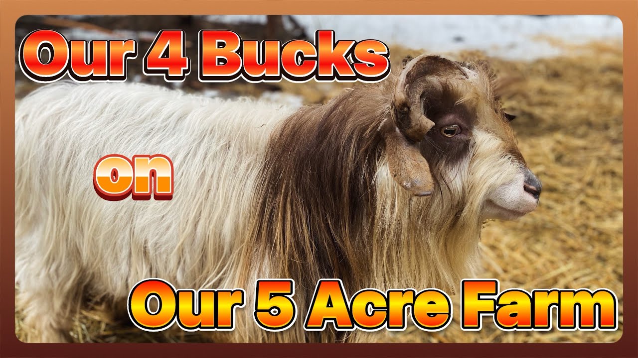Meet Our 5 Acre Farm Goat Bucks - YouTube