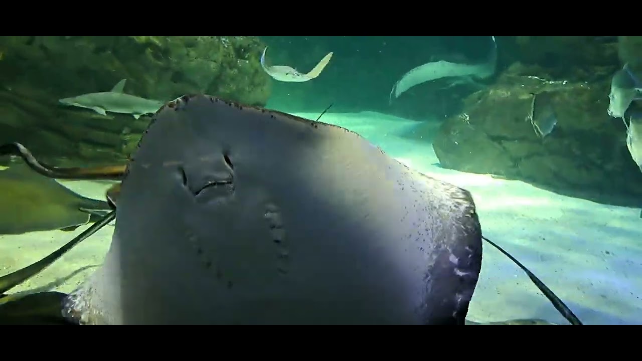 Funny Stingrays - YouTube