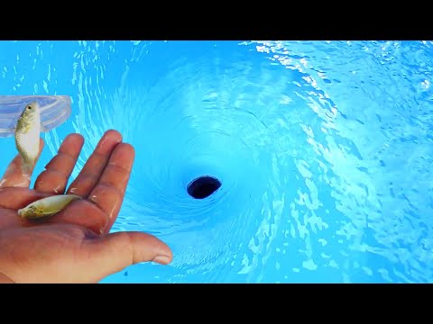 Vortex Water with FISH and Cars. Whirlpool. Vortex. whirlpool ...