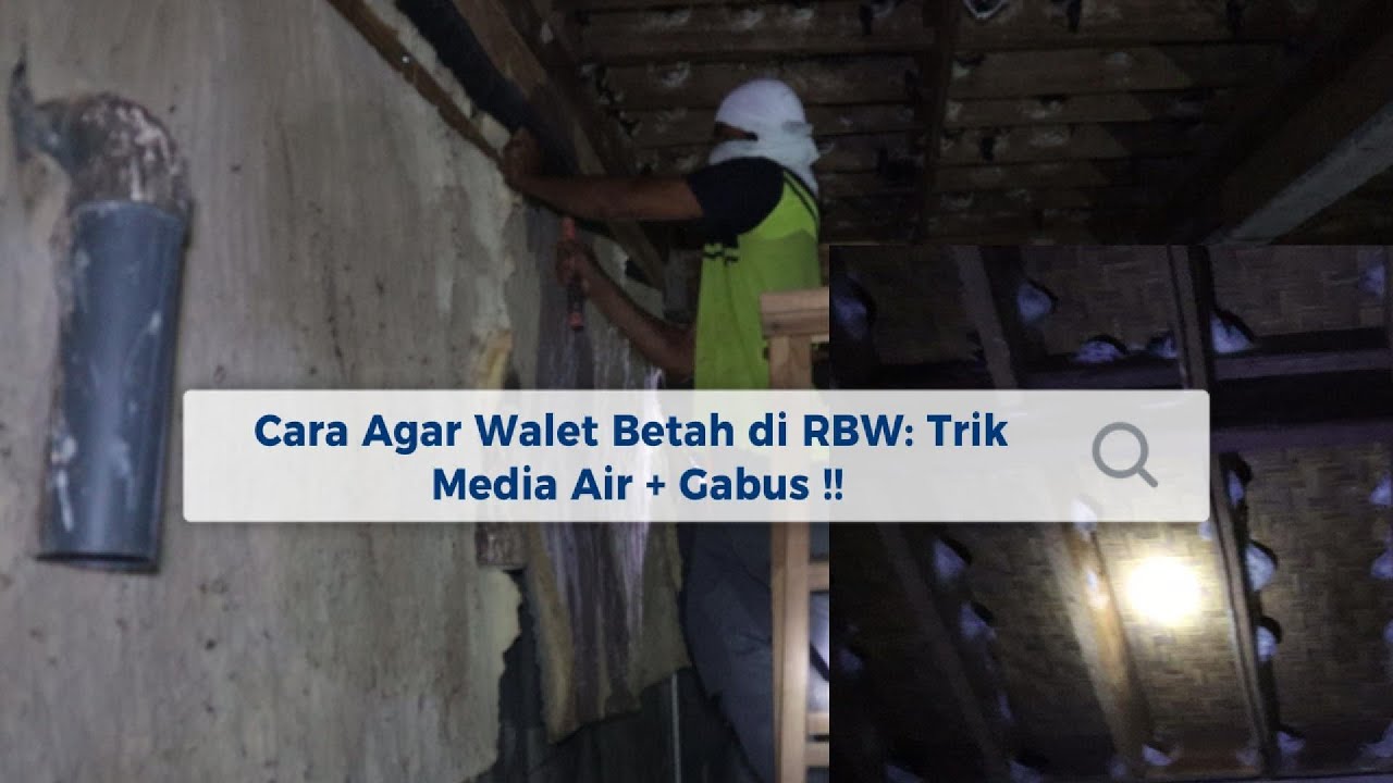 CARA AMPUH AGAR BURUNG WALET BETAH DI DALAM RBW, TRIK MEDIA AIR DAN ...