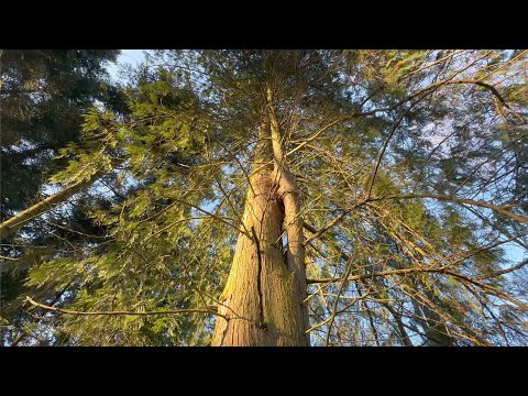 One day in Käferberg, Zürich - Relaxing walk with music