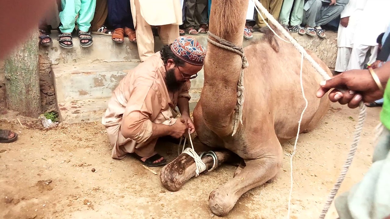 how to camel slaughter - YouTube