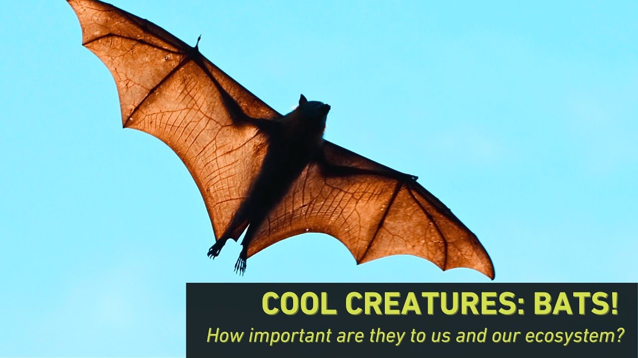 Cool Creatures: Bats! - YouTube