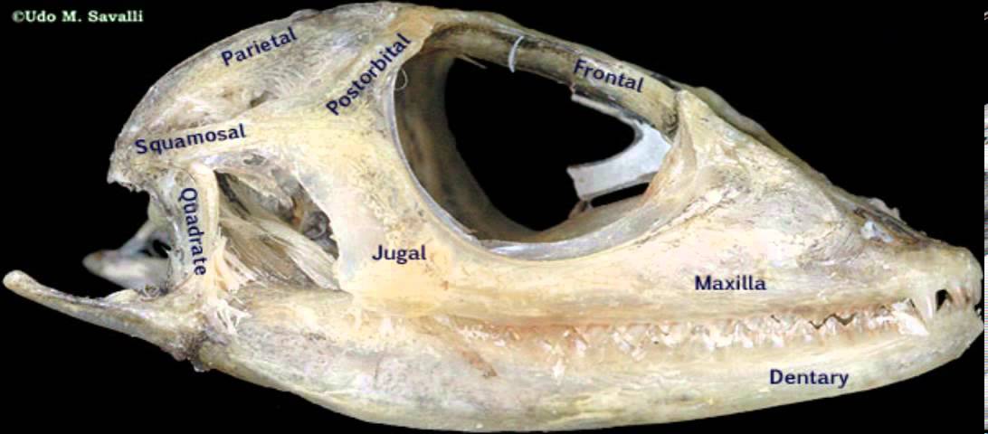 lizard skeleton anatomy - YouTube