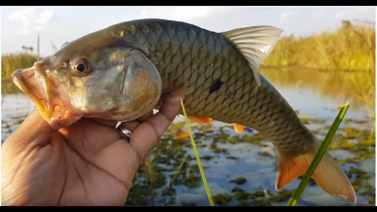 បបក់ត្រីខ្មាន់ Fishing Red Tail Bass by THE HOOKS - YouTube