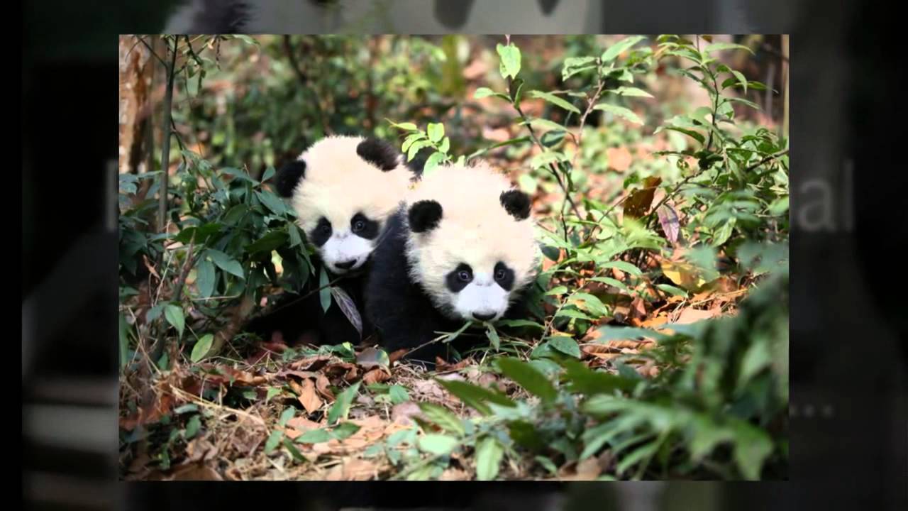 Pandas International Introduction Youtube