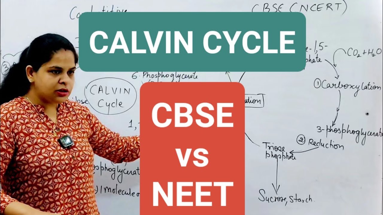 CALVIN CYCLE|C3 CYCLE|CBSE|NEET|COMPETITIVE|GLUCOSE FORMATION - YouTube