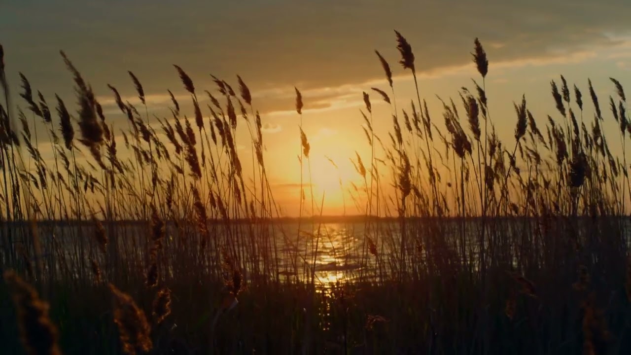 Crickets at Dusk Sounds - 9 Hours of Night Time Ambience & Nature ...