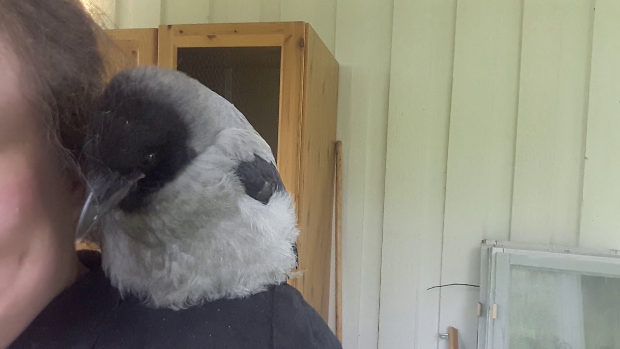 Lucifer the tame Hooded Crow showing affection in his own unique way ...