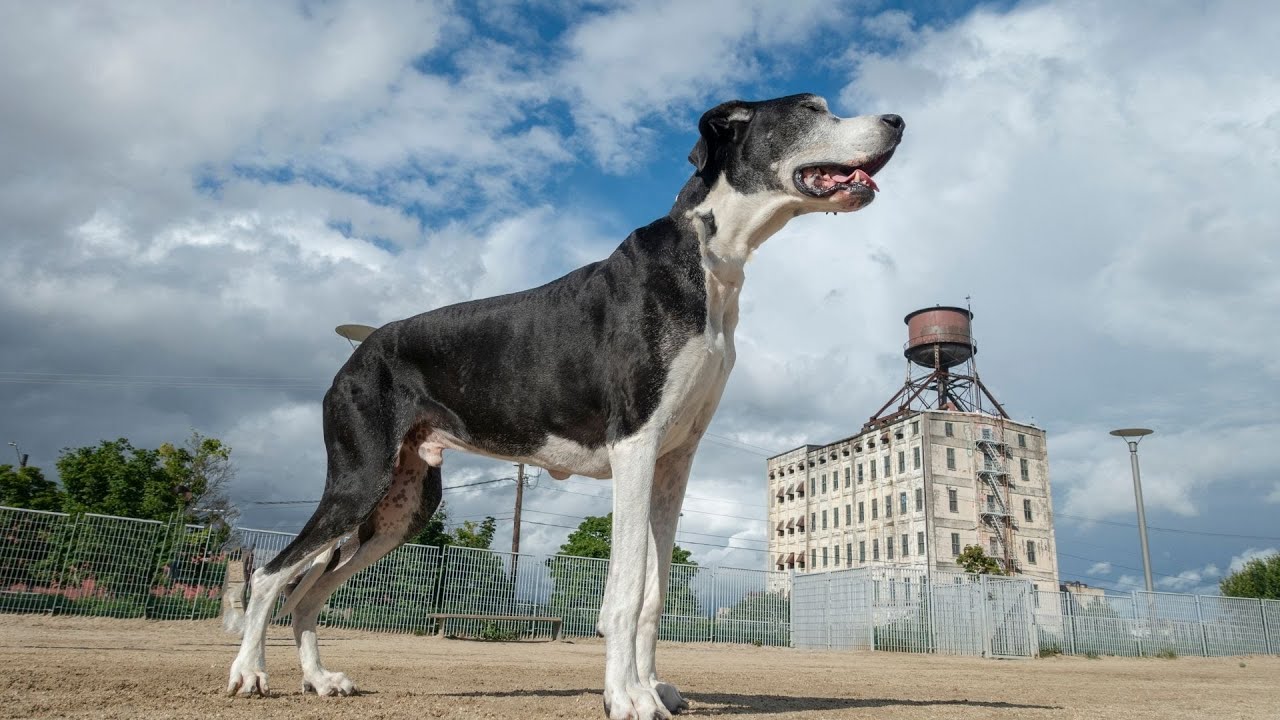 Great Dane Exercise Needs Keeping Them Fit and Happy - YouTube