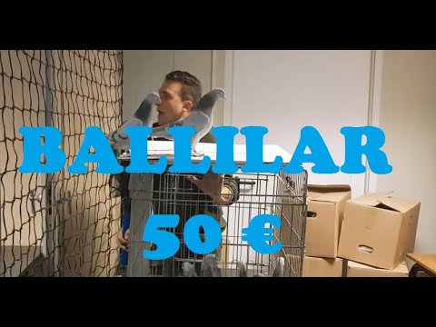 Ballı Güvercinler 50 Euro Satıldı - Hollanda Güvercin İhalesi - Yozgatlı Ali Abinin Sunumuyla