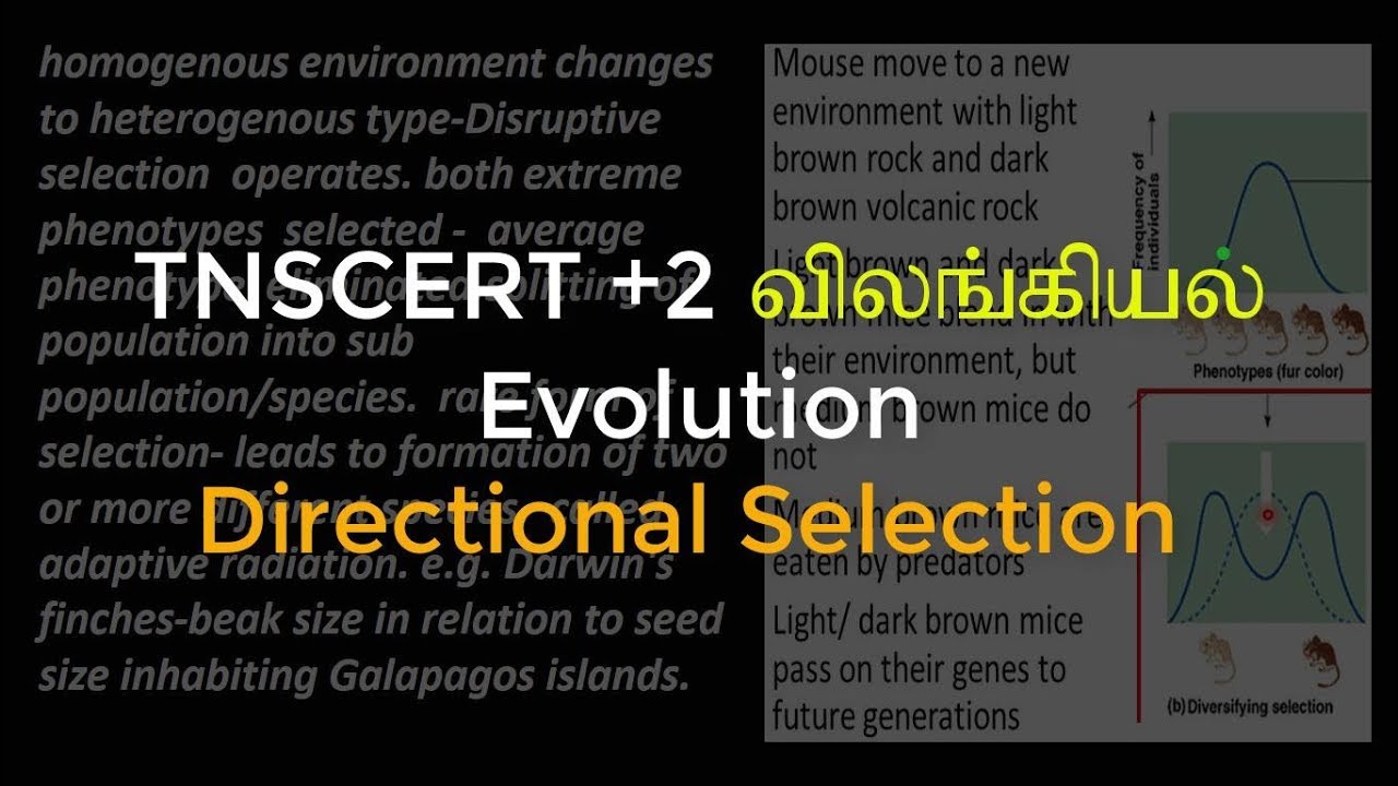 36.Zoology | Evolution | Directional Selection - YouTube