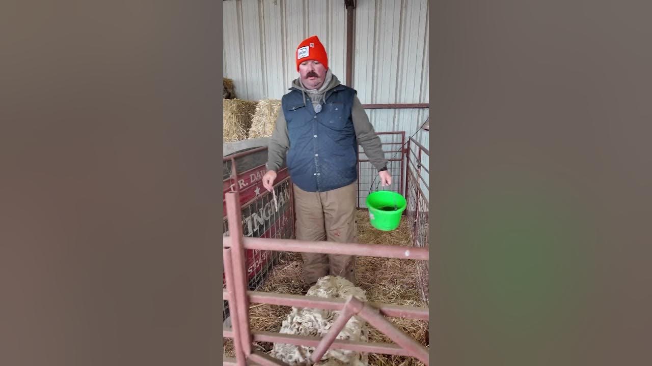 Prolapse in Sheep - YouTube