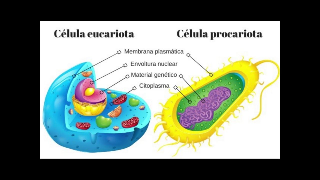 Las Células Youtube