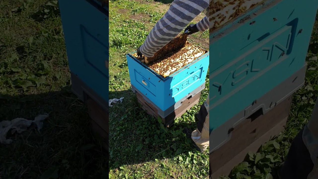 Short checking of drone frames of our father colonies in the isolated ...