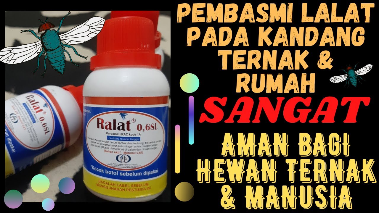 RACUN PEMBASMI LALAT AMPUH MENGUSIR LALAT DI KANDANG HEWAN TERNAK DAN ...