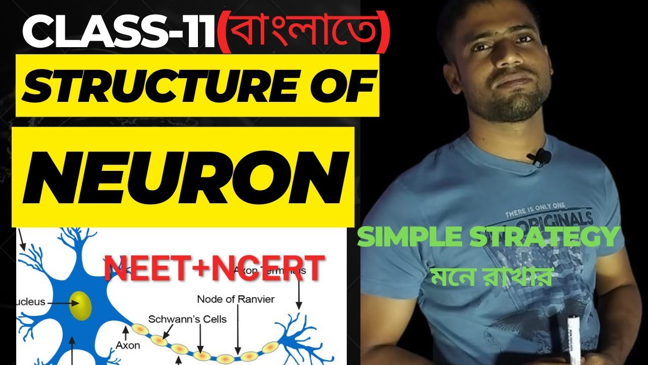 Neurons|Neurons structure|neurons types|Neurons function |neurons ...