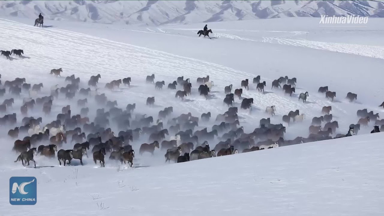 Breathtaking! Horses gallop on snow-capped prairie in China's Xinjiang ...