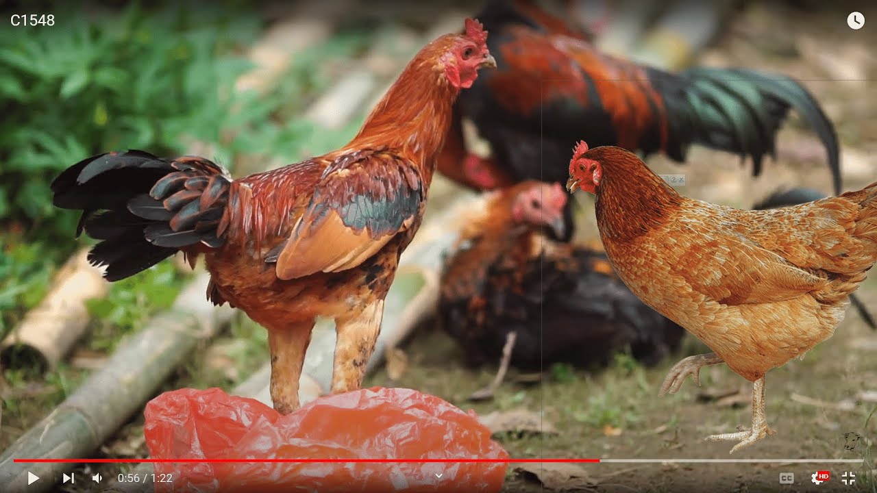 C2286 Sounds of wildlife animals, animal moment Chicken Sounds Noises ...