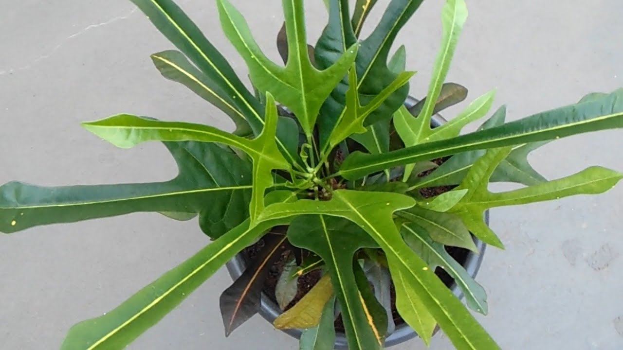 Croton with narrow hastate leaves - Ideas for gardening - YouTube