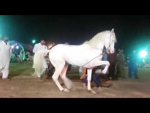 Ghora Dance l Horse Dance Best Horse Dance 2020 - YouTube