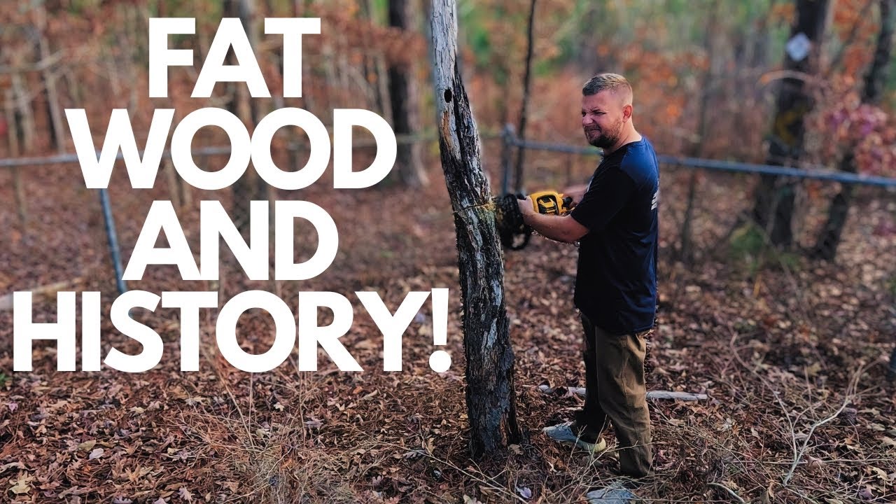 FAT LIGHTER TREE FOUND! History Found and Saved By Clearing Overgrowth ...