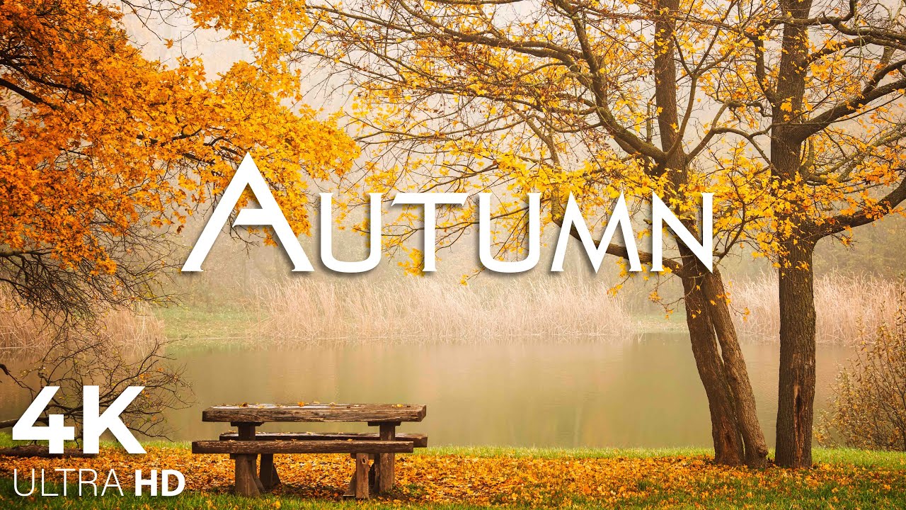 Enchanting Autumn Forests with Beautiful Piano Music🍁4K Autumn Ambience ...