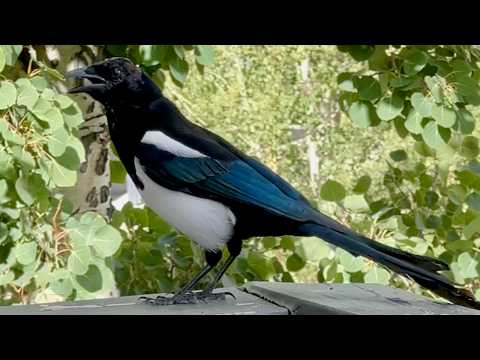 Magpie Making a Variety of Sounds