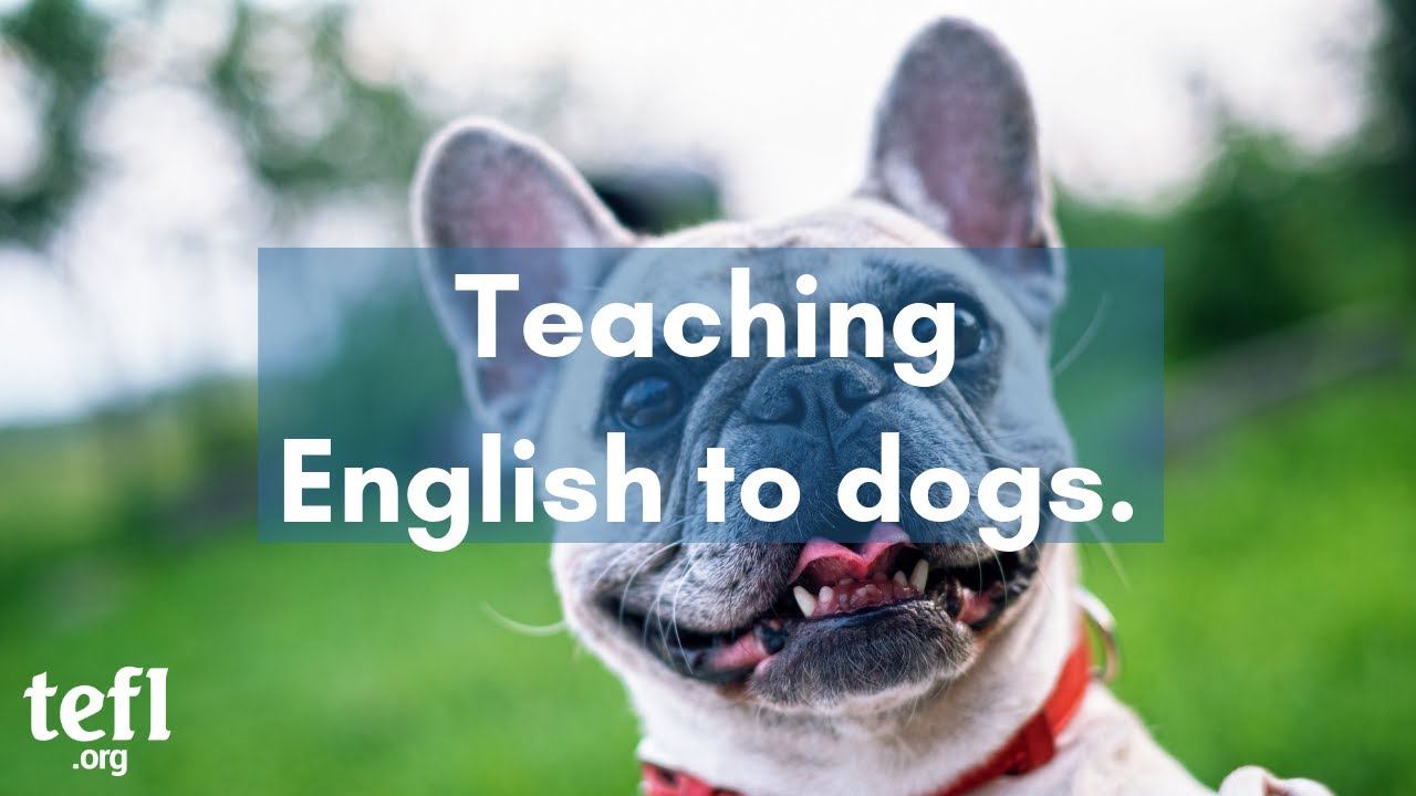 Teaching English to Dogs | April 1st 2018 | TEFL Org - YouTube