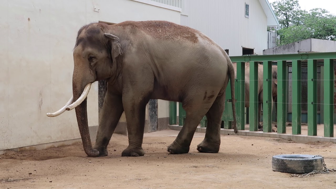 #2-4 June 2020 at Oji zoo, Kobe, Japan - YouTube