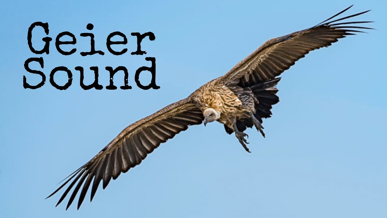 Geier Sound HD 4k ... - YouTube