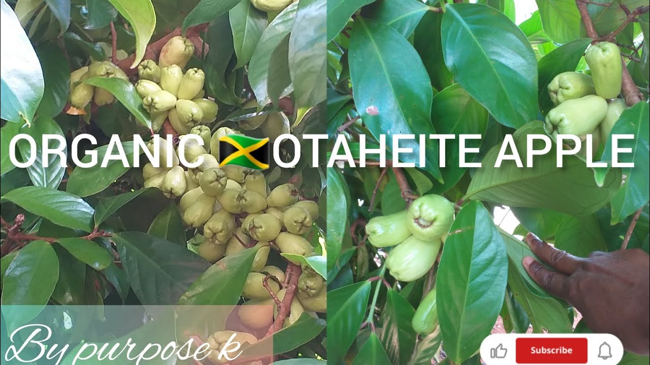 Otaheite apple tree fully loaded 👀in my neighbor garden jamaican 🇯🇲 ...