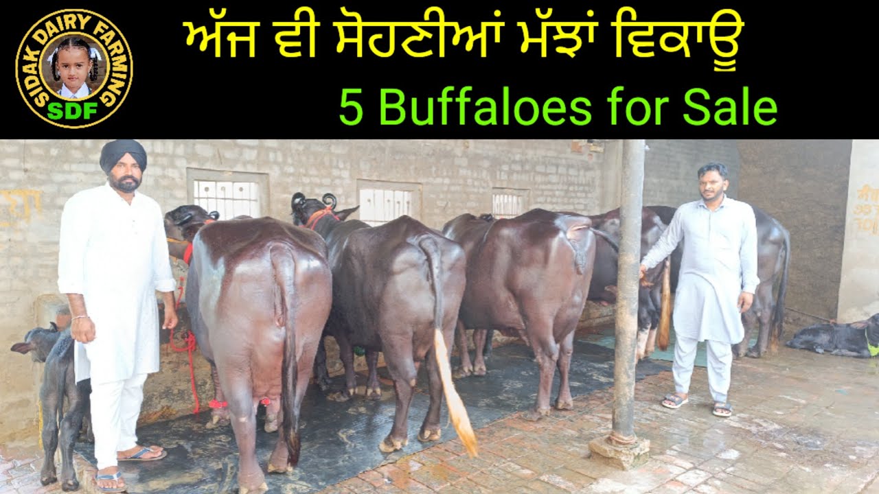 ਅੱਜ ਸਰਪੰਚ ਵੀਰ ਸਿੰਘ ਡੇਅਰੀ ਫਾਰਮ ਵਿੱਚ ਖੜ੍ਹੇ ਆ ਨਗੀਨੇ, 5 Buffaloes for Sale ...