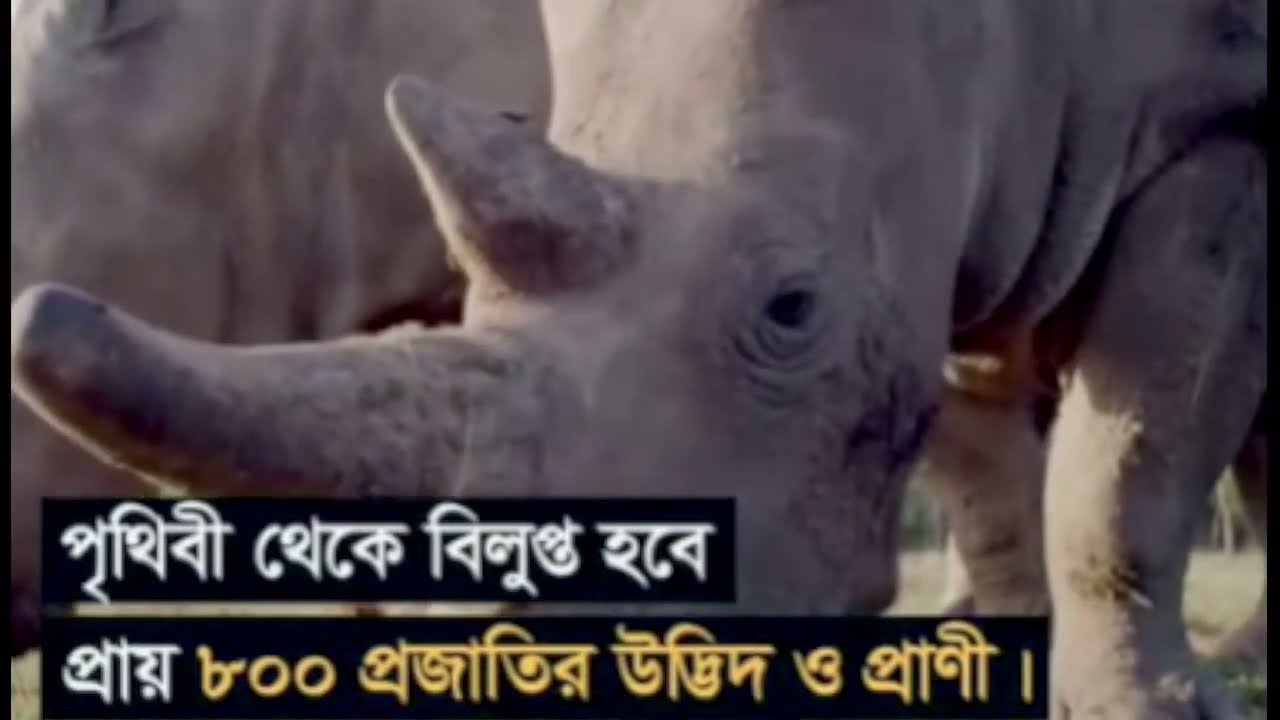 1000 bosor por prithebir obostan - YouTube