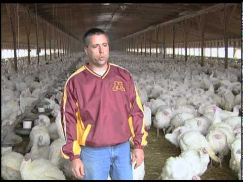 Turkey Farm Tour Minnesota - YouTube