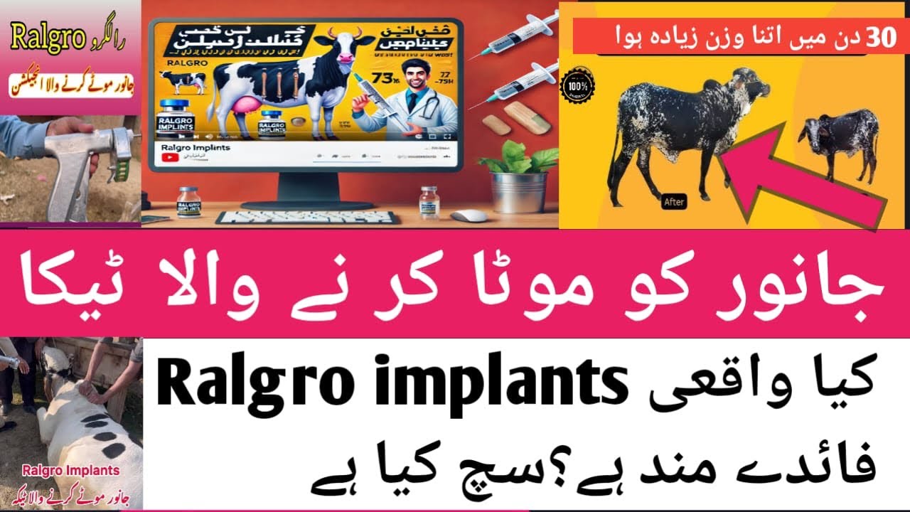 "Ralgro Implants – Does It Really Make Animals Gain Weight? Full ...