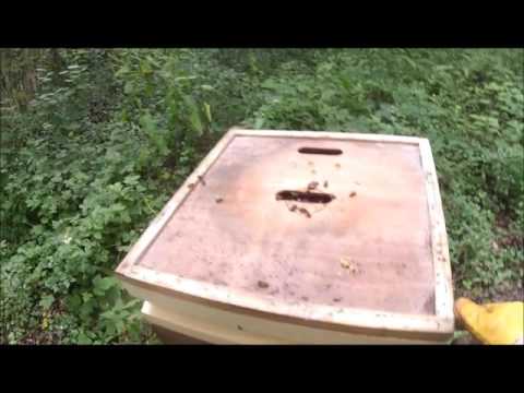 checking ross rounds - YouTube