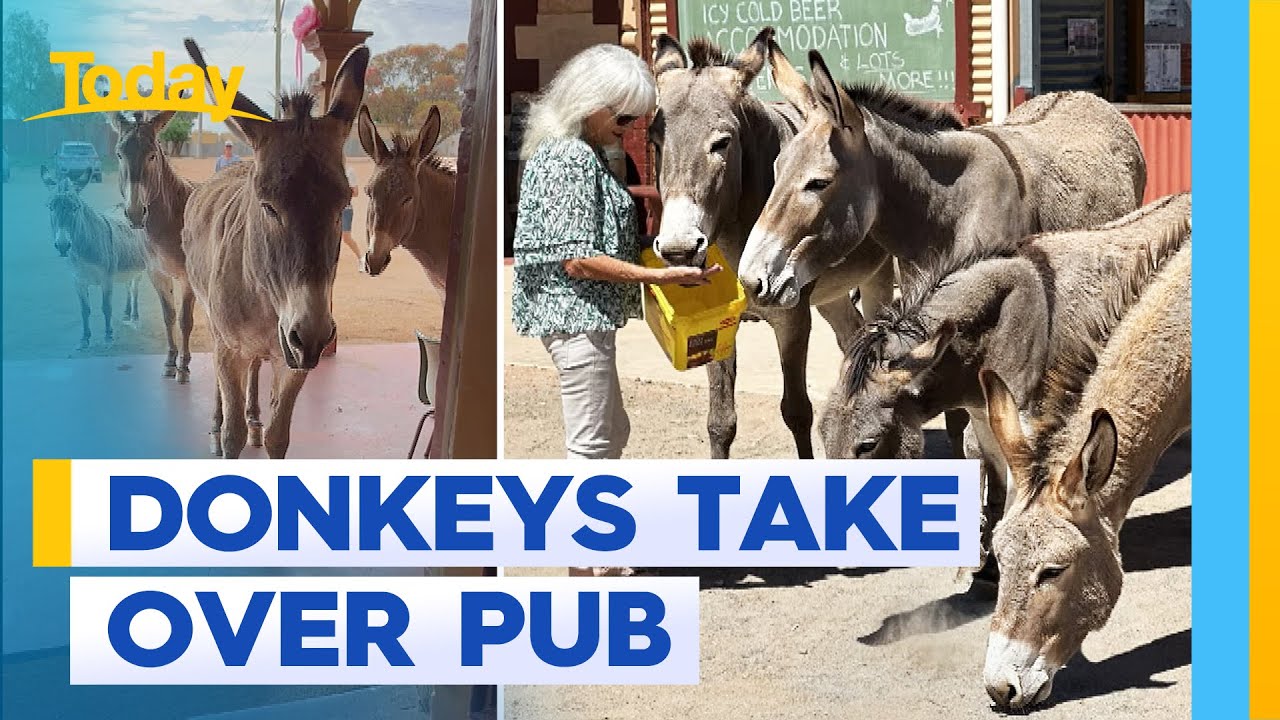 A drove of donkeys has taken over a Silverton pub and locals love it ...