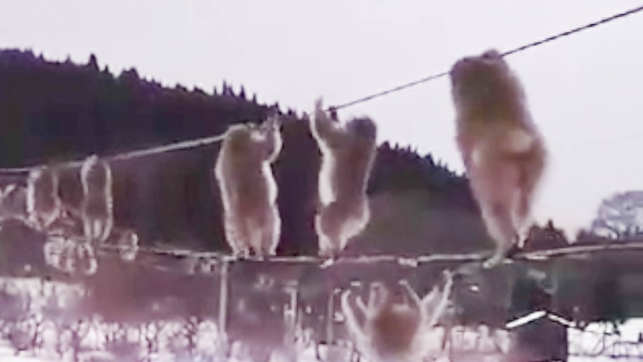 Hold the line - there's monkey business going on - YouTube