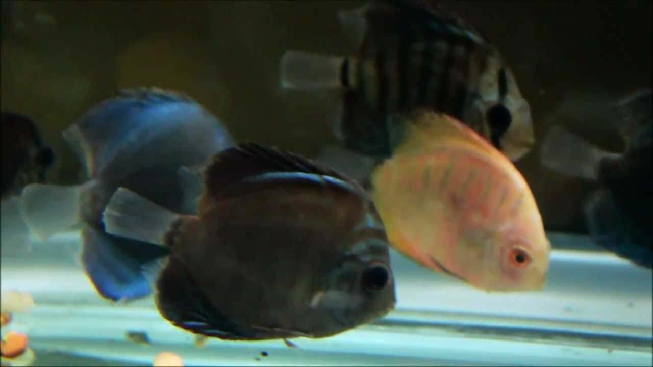 Project: Discus, The introduction - YouTube