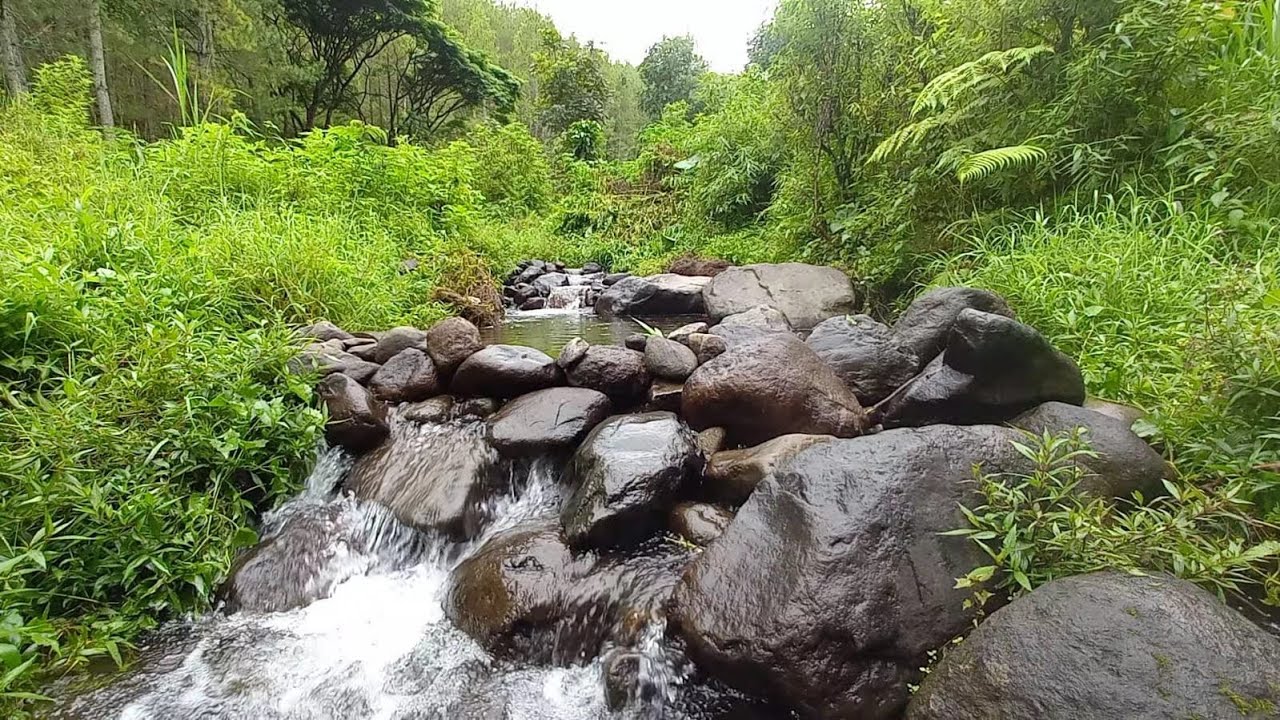 Healing River Stream and Bird Sounds for Study, Focus & Sleep | ASMR ...