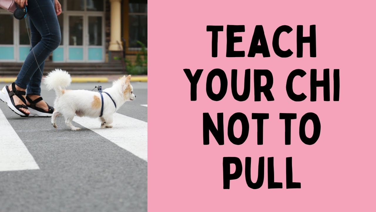 Teach your chihuahua 'Walk-to-Heel'. Fun and easy game to play with ...