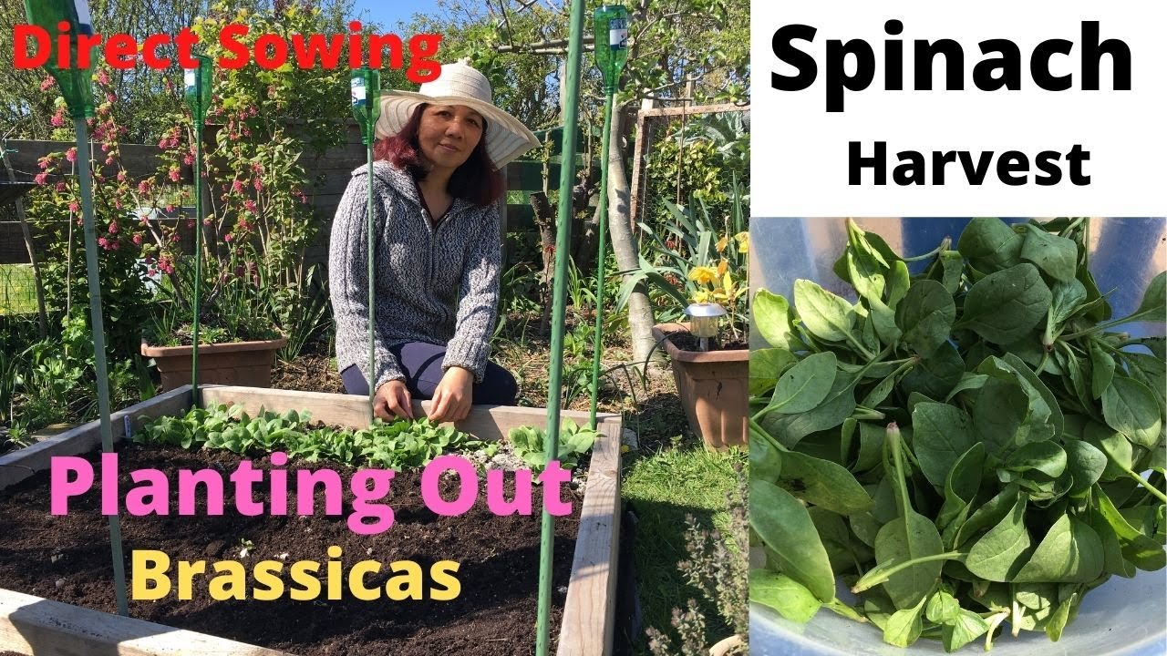 Planting Out and Direct Sowing - YouTube