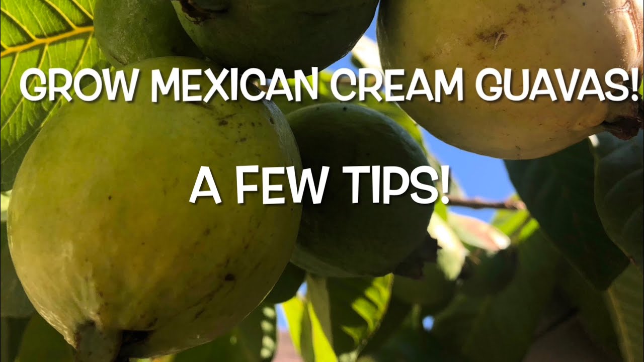 MEXICAN CREAM GUAVA GROWING TIPS - END OF SEASON THOUGHTS - YouTube