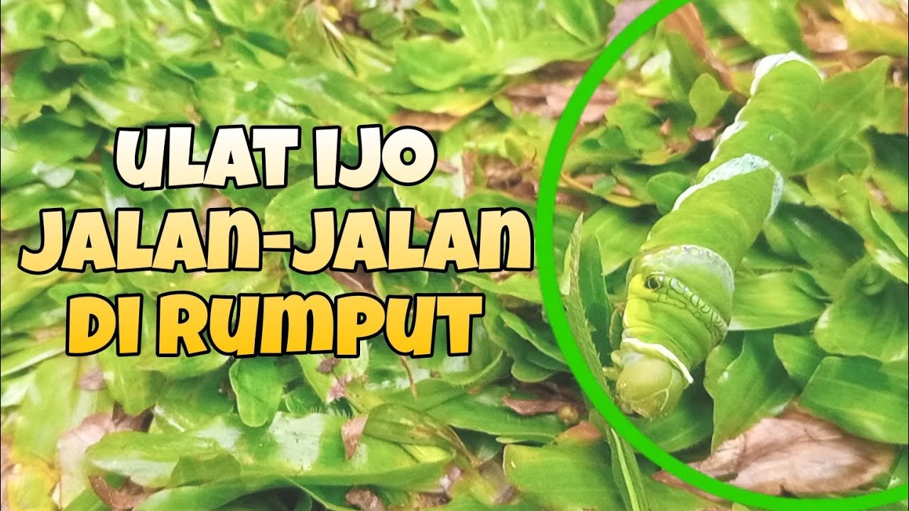 Green Caterpillar Walking On The Grass | Ulat Ijo Jalan-jalan Di Rumput ...